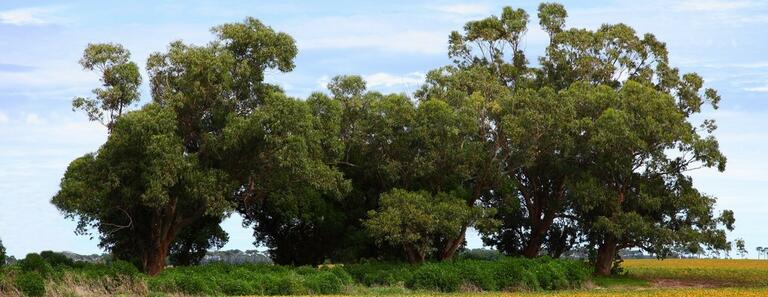 Chalcedon | parable, life, mustard, tree, seed